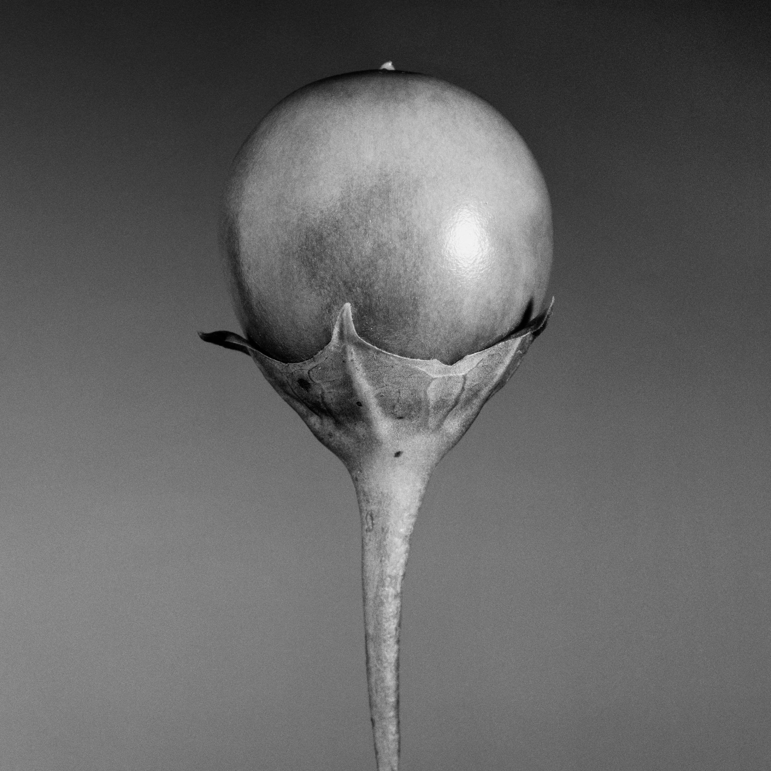 Nature (1996-2015) - Jean Baptiste Huynh